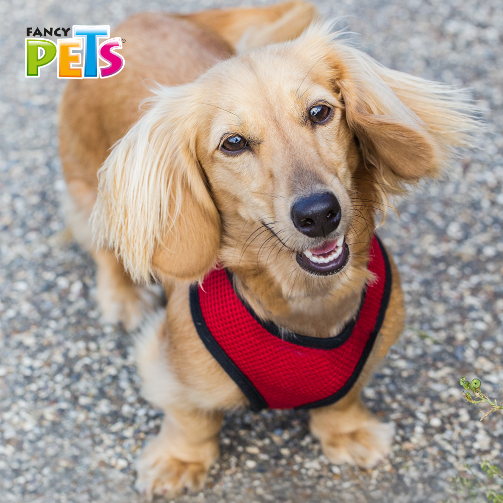 Perros – La Jungla De Timo